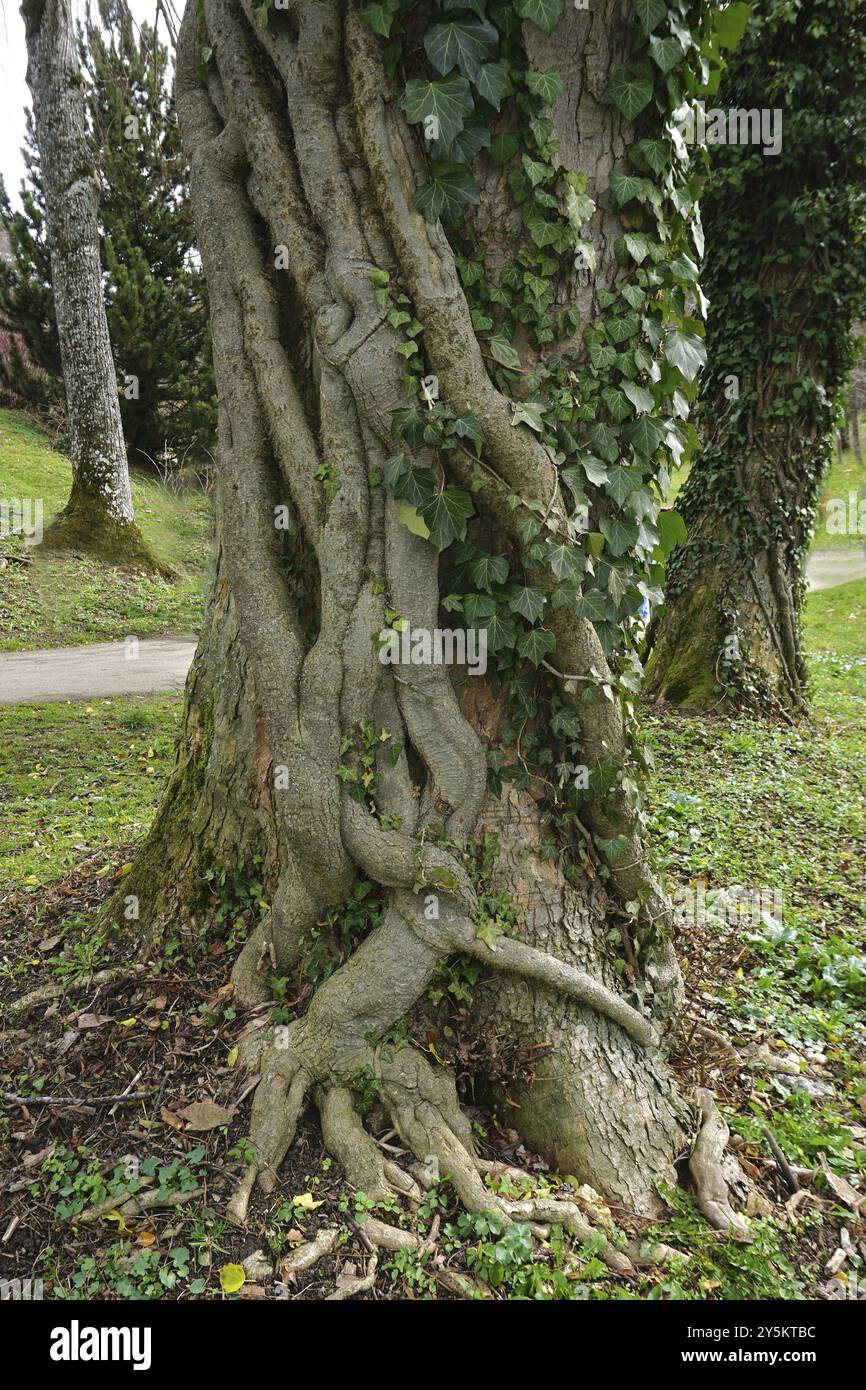Sycamore tree roots hi-res stock photography and images - Alamy