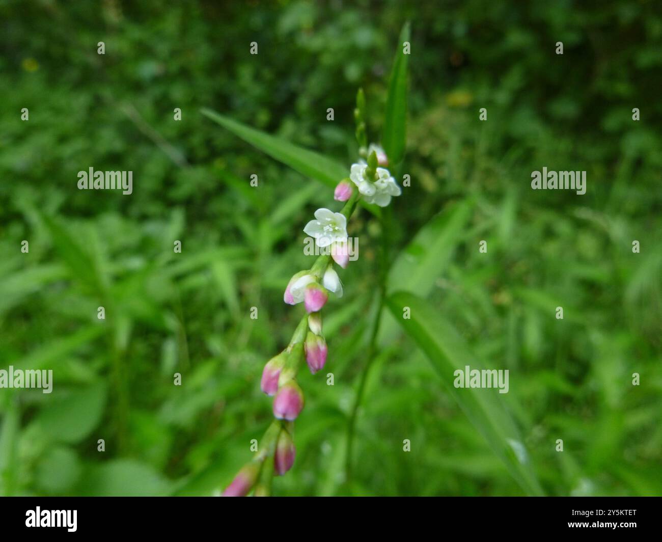 waterpepper (Persicaria hydropiper) Plantae Stock Photo - Alamy
