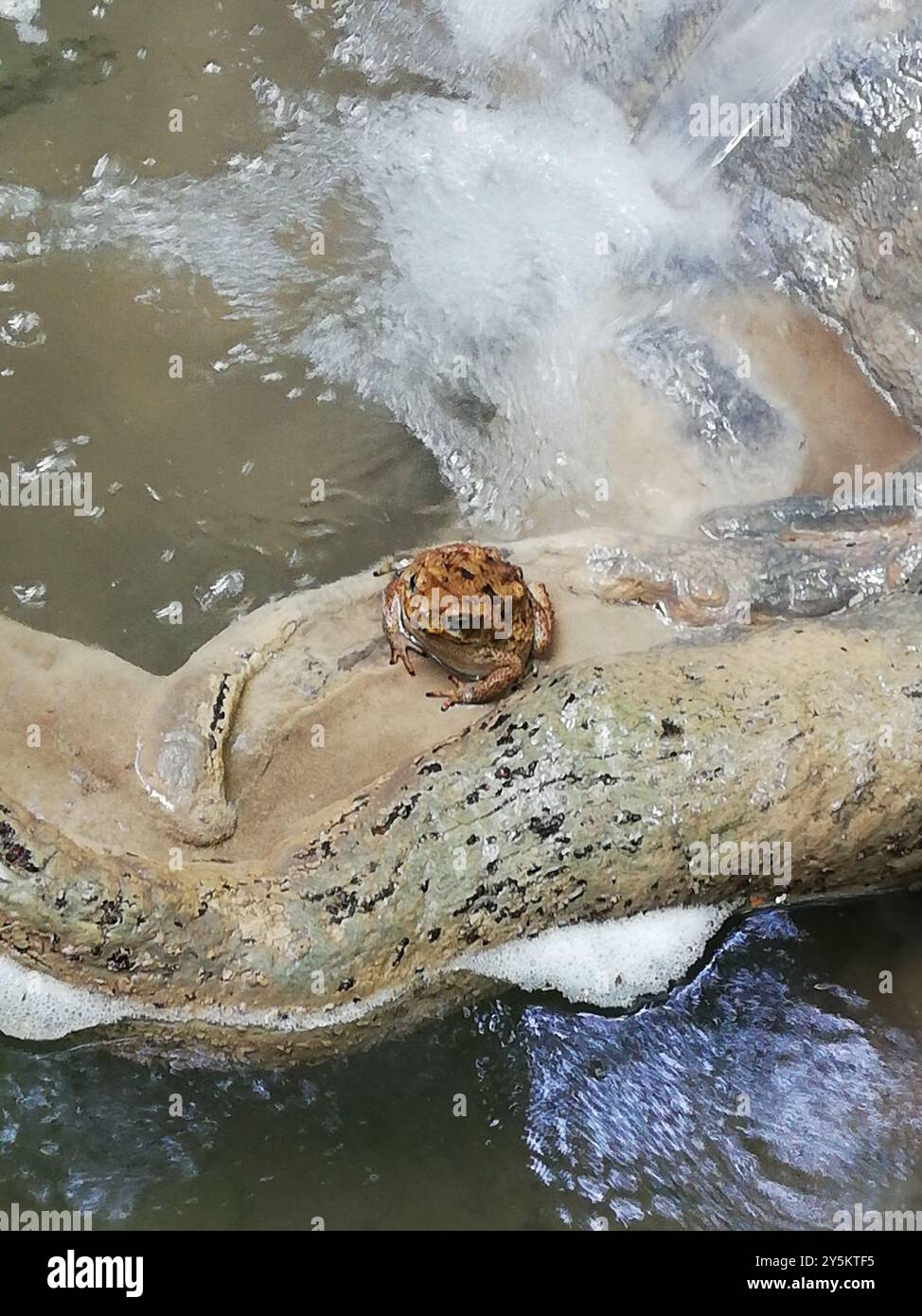 Giant Toad (Rhinella horribilis) Amphibia Stock Photo - Alamy