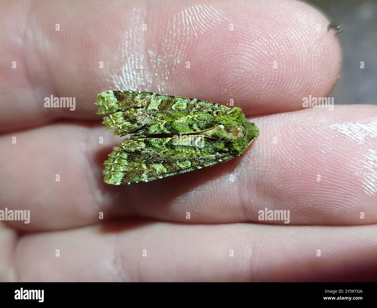 Mahoe-stripper moth (Feredayia graminosa) Insecta Stock Photo - Alamy