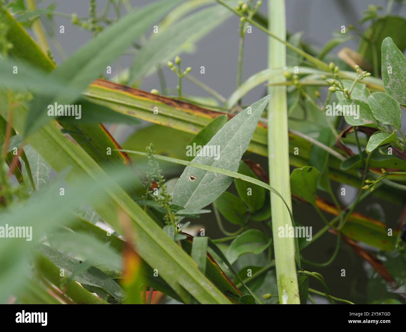 swamp dock (Rumex verticillatus) Plantae Stock Photo - Alamy