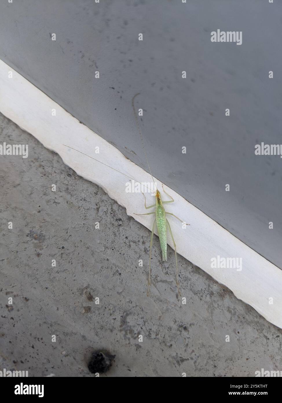 Common Tree Crickets (Oecanthus) Insecta Stock Photo - Alamy