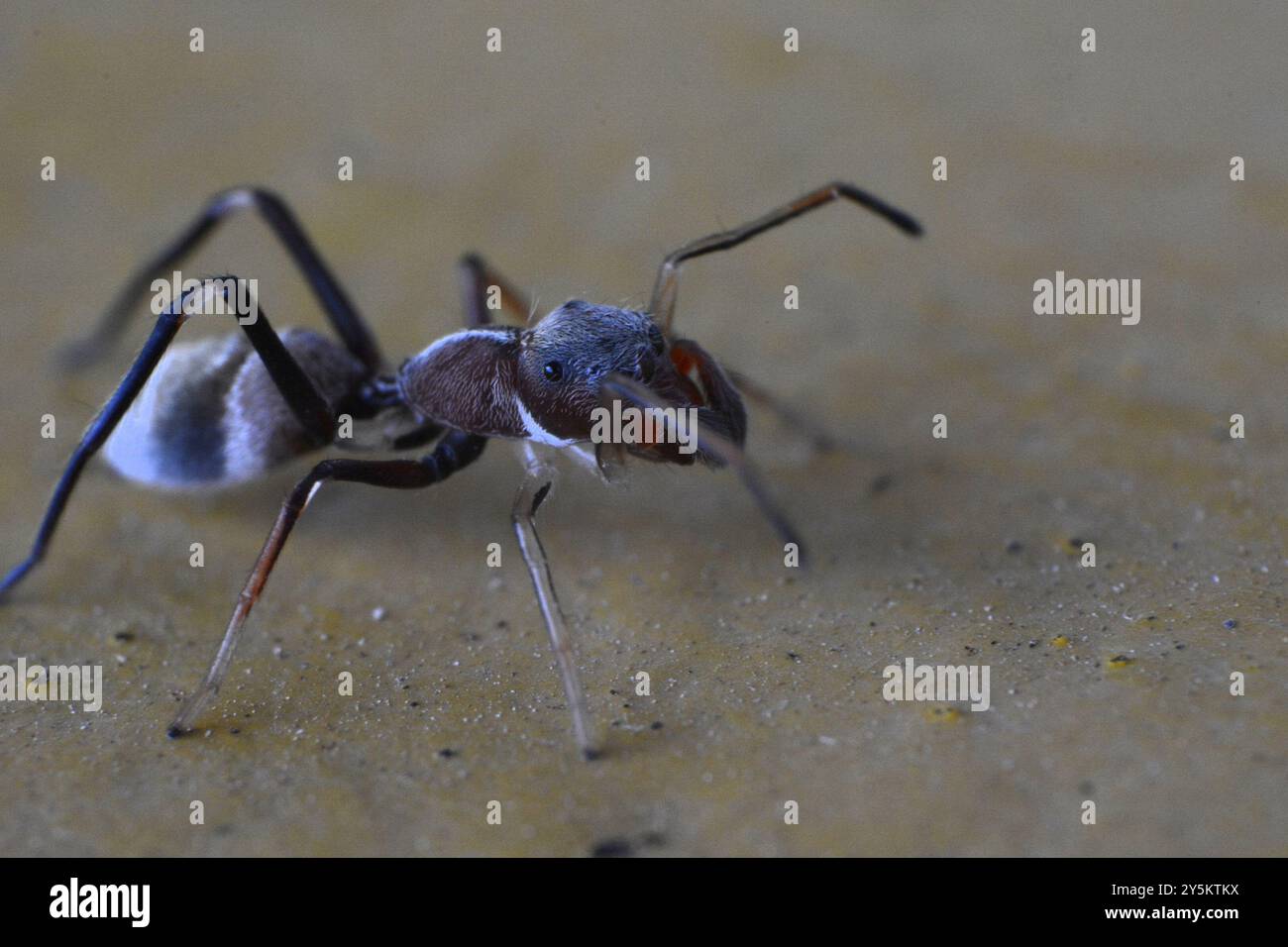 Ant-mimic Spiders (Myrmarachne) Arachnida Stock Photo - Alamy