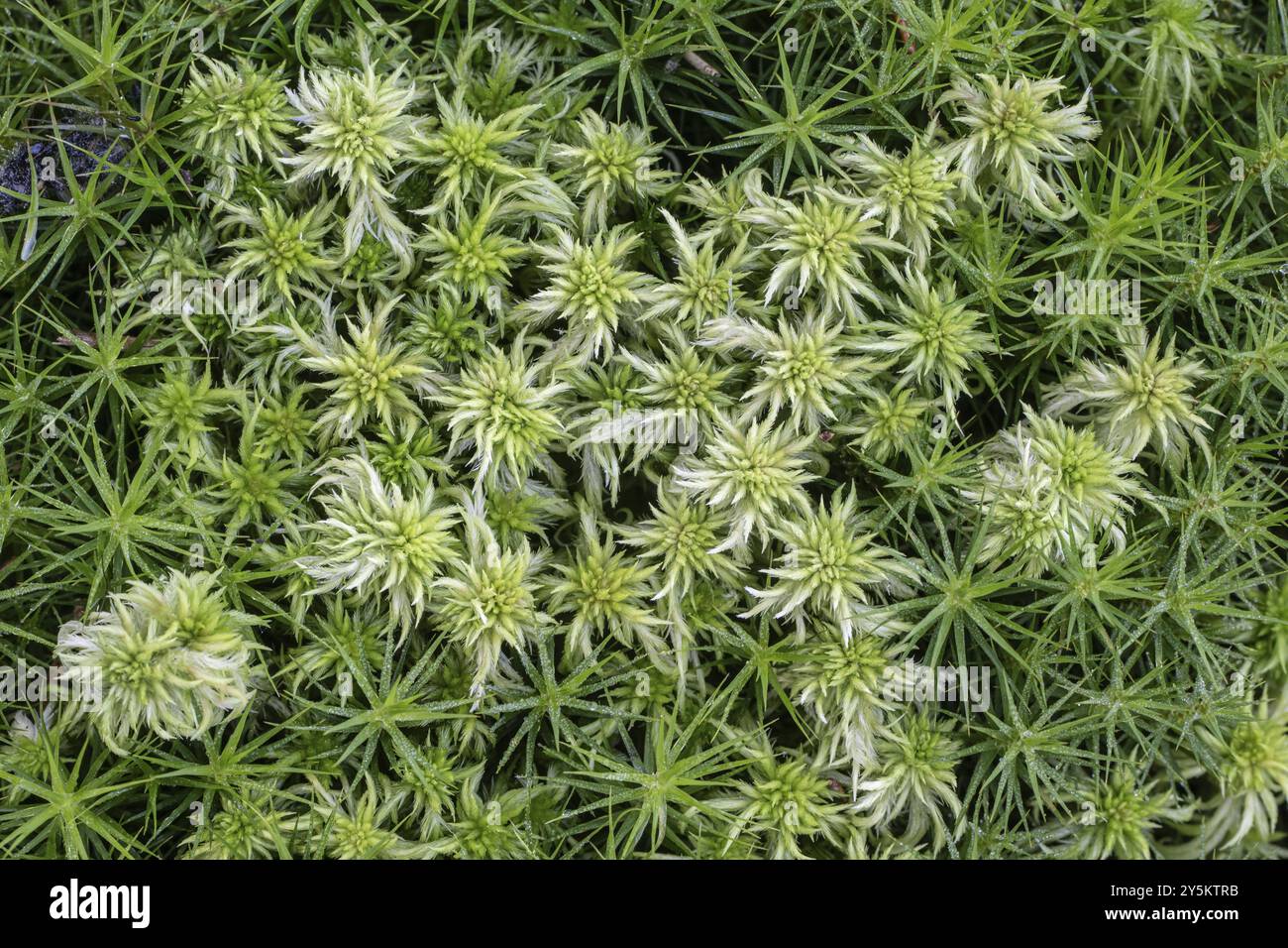 Peat moss (Sphagnum) between common sphagnum moss (Polytrichum commune ...