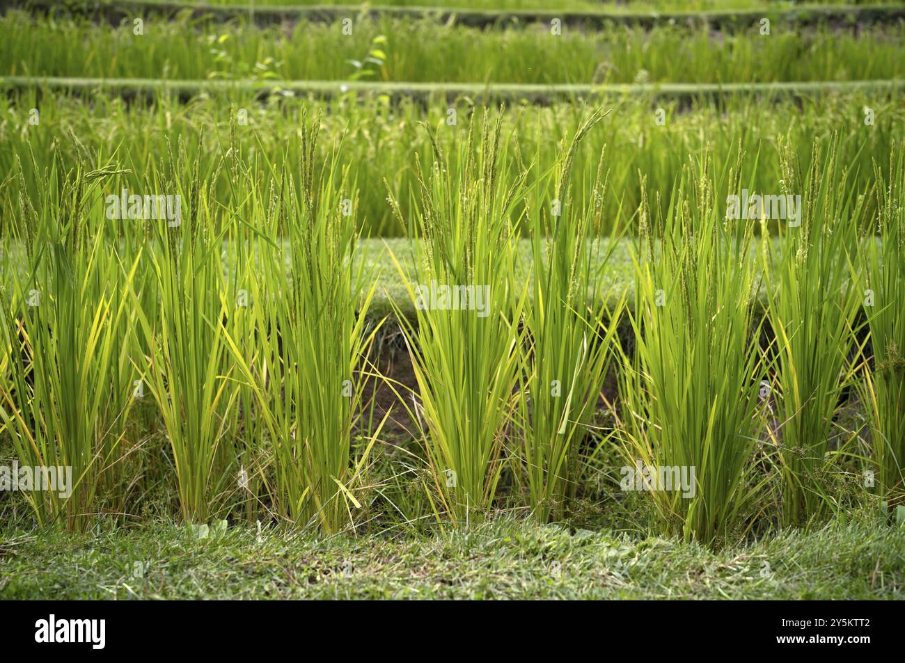 Asian rice paddies, rice plants, forest gardens, Trauttmansdorff Castle ...