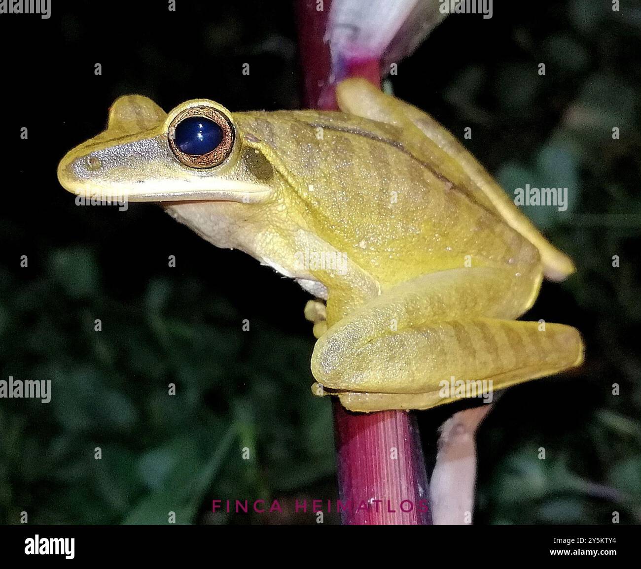 Basin Tree Frog (Boana lanciformis) Amphibia Stock Photo - Alamy