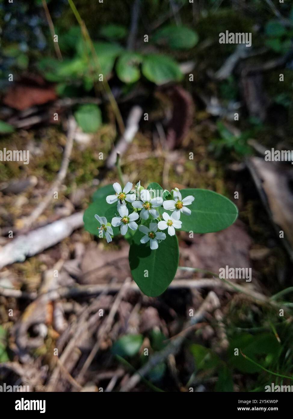 False Flowering Spurge (Euphorbia pubentissima) Plantae Stock Photo - Alamy