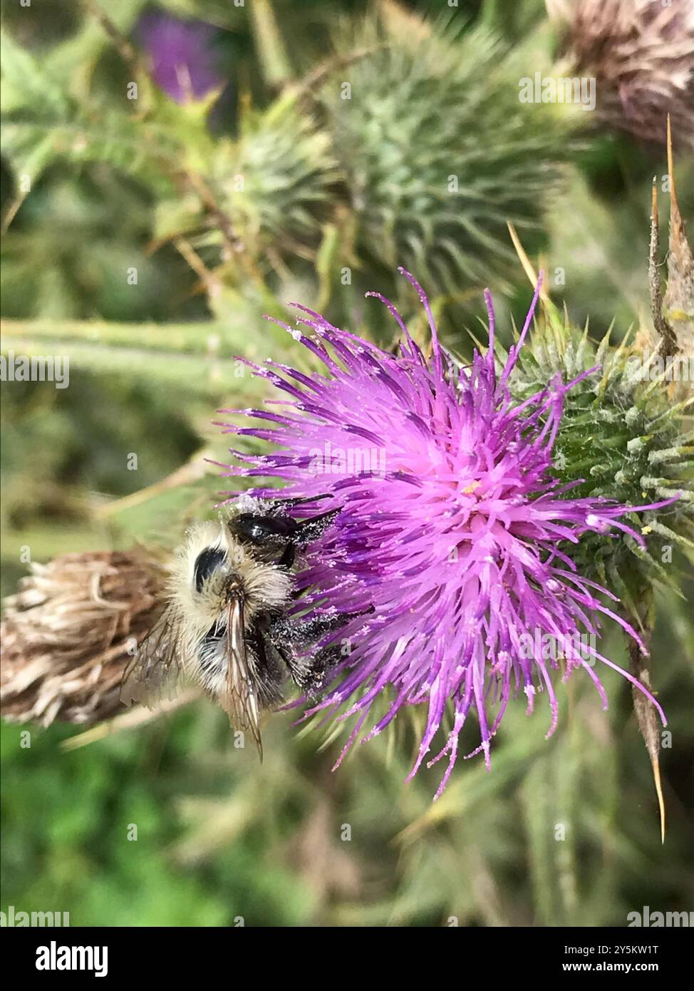 Forest Cuckoo Bumble bee (Bombus sylvestris) Insecta Stock Photo - Alamy