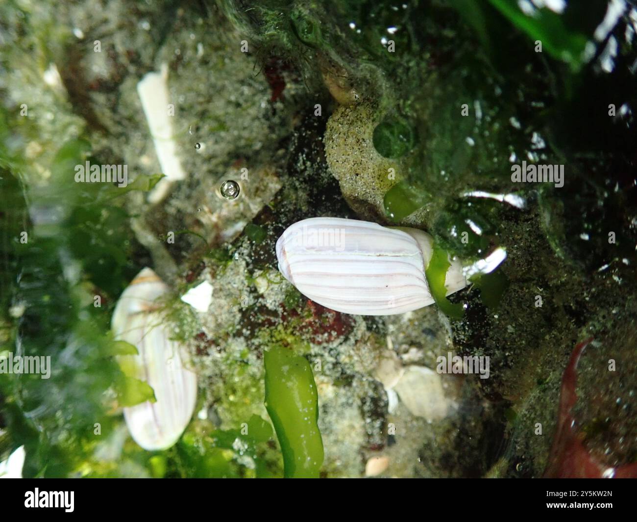 Purple Olive Snail (Callianax biplicata) Mollusca Stock Photo - Alamy