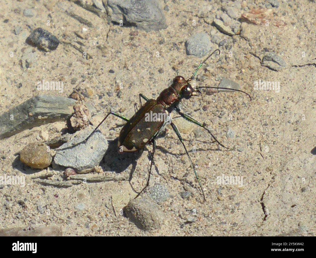Eastern Red-bellied Tiger Beetle (Cicindela rufiventris) Insecta Stock ...