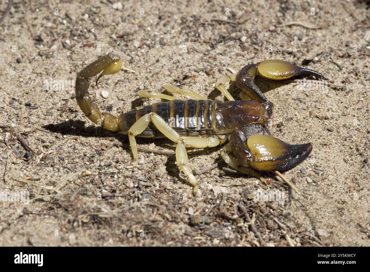 Smooth-headed grave scorpion, (genus Opisthophhalmus), in defence ...