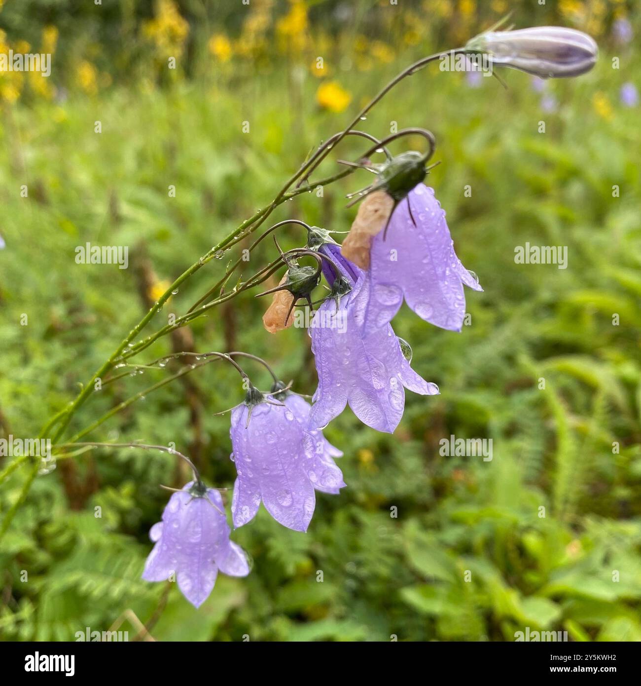 Common Harebell (Campanula rotundifolia) Plantae Stock Photo - Alamy