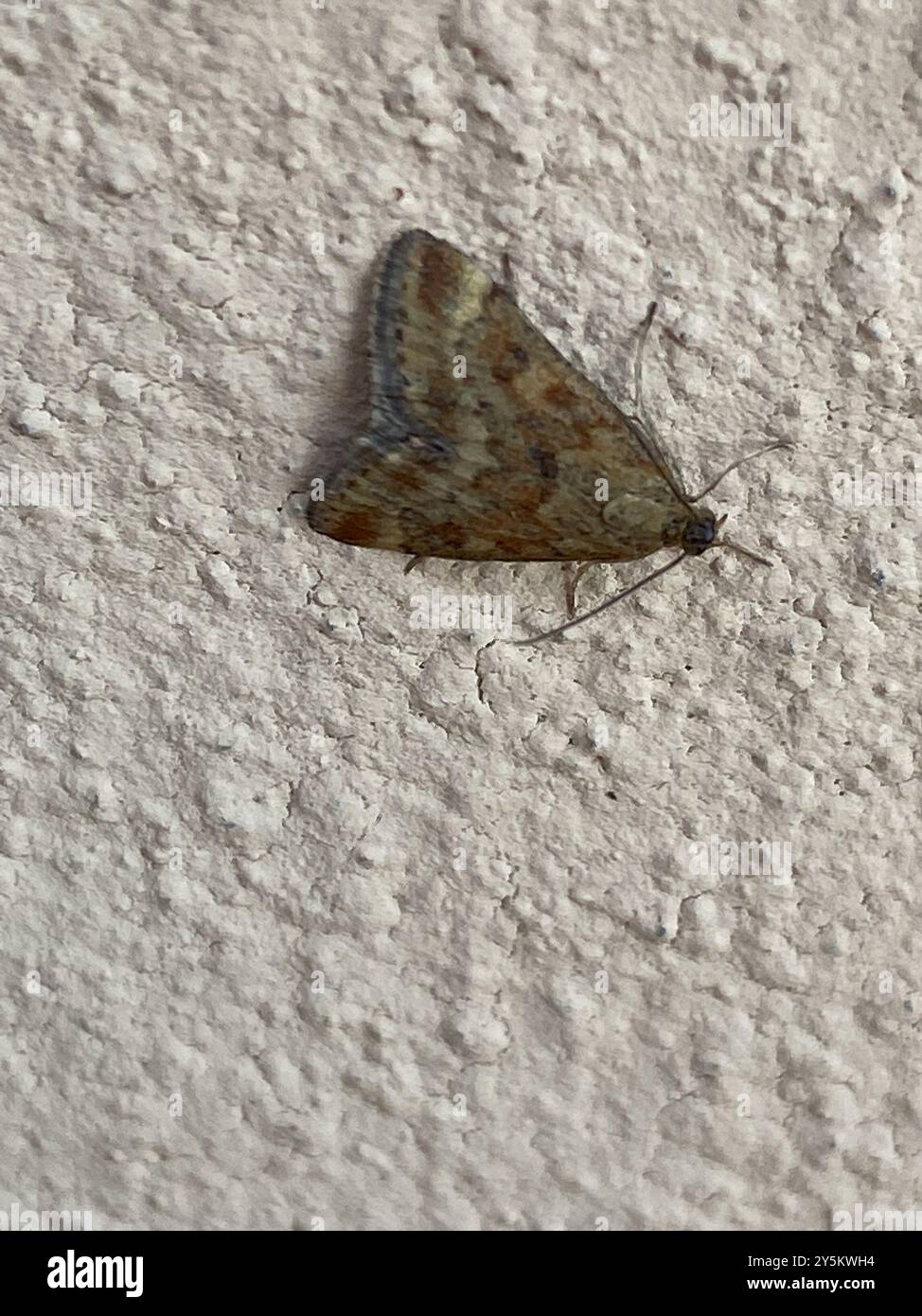 Straw-barred Pearl (Pyrausta despicata) Insecta Stock Photo - Alamy
