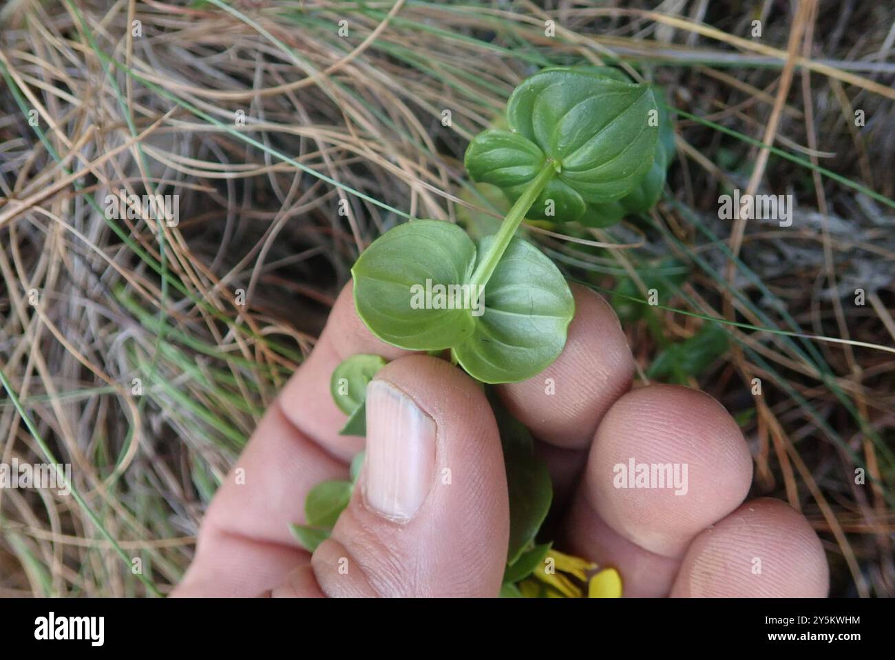 Largeleaf Yellowwort (Sebaea macrophylla) Plantae Stock Photo - Alamy