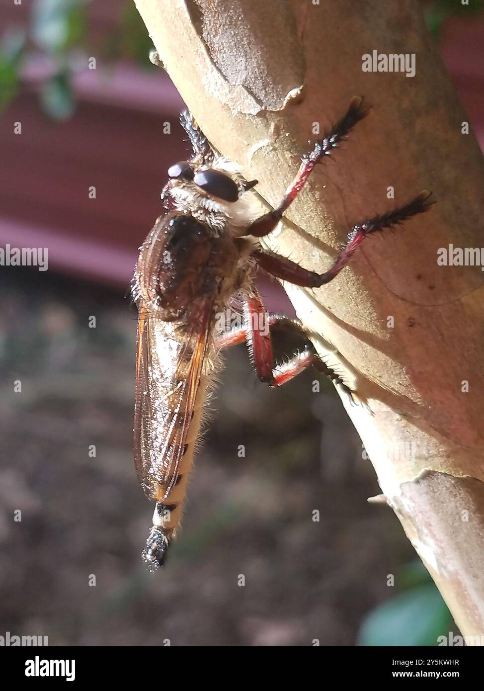 Maroon-legged Lion Fly (Promachus hinei) Insecta Stock Photo - Alamy