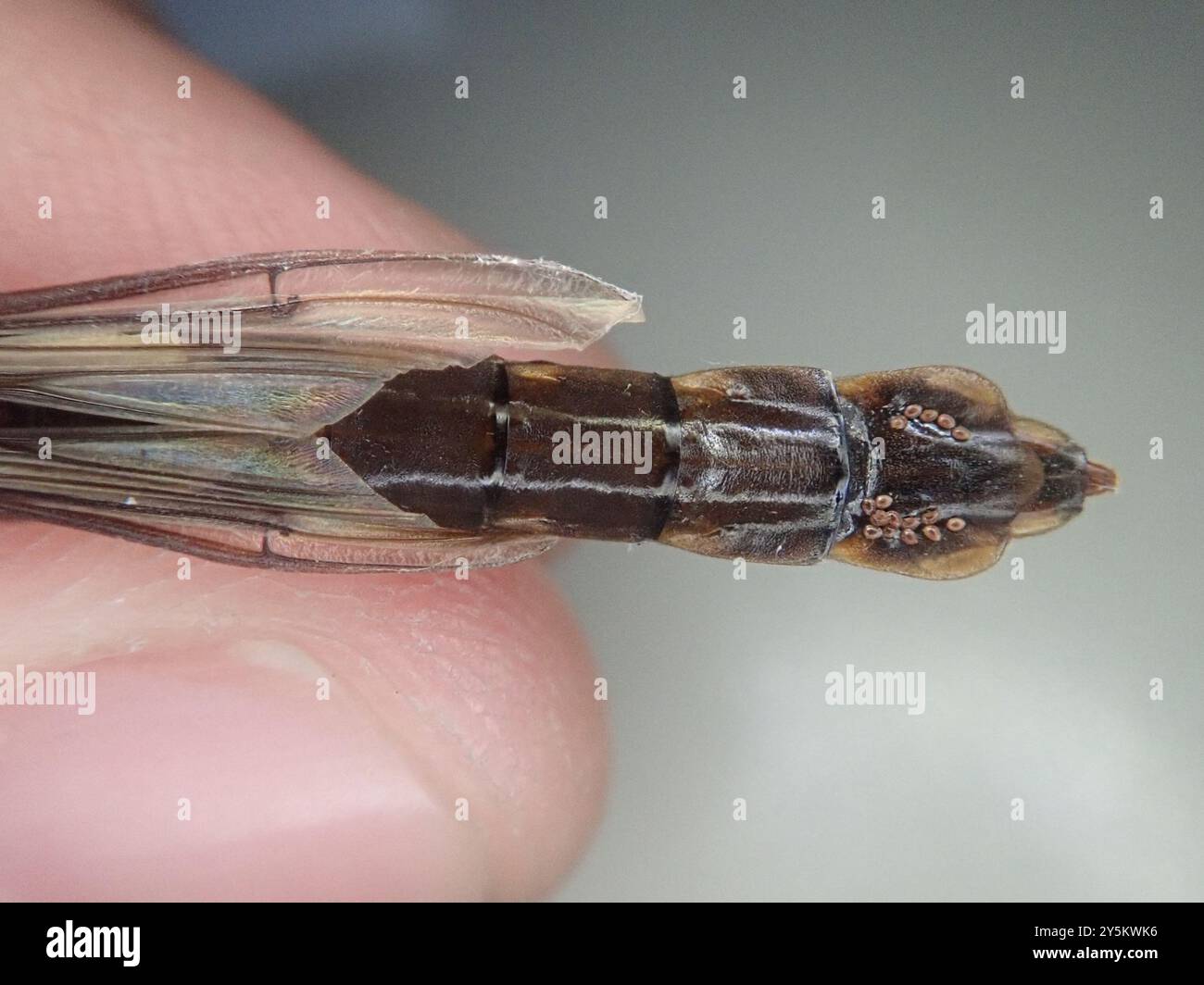 Ship-timber Beetles (Atractocerus) Insecta Stock Photo - Alamy