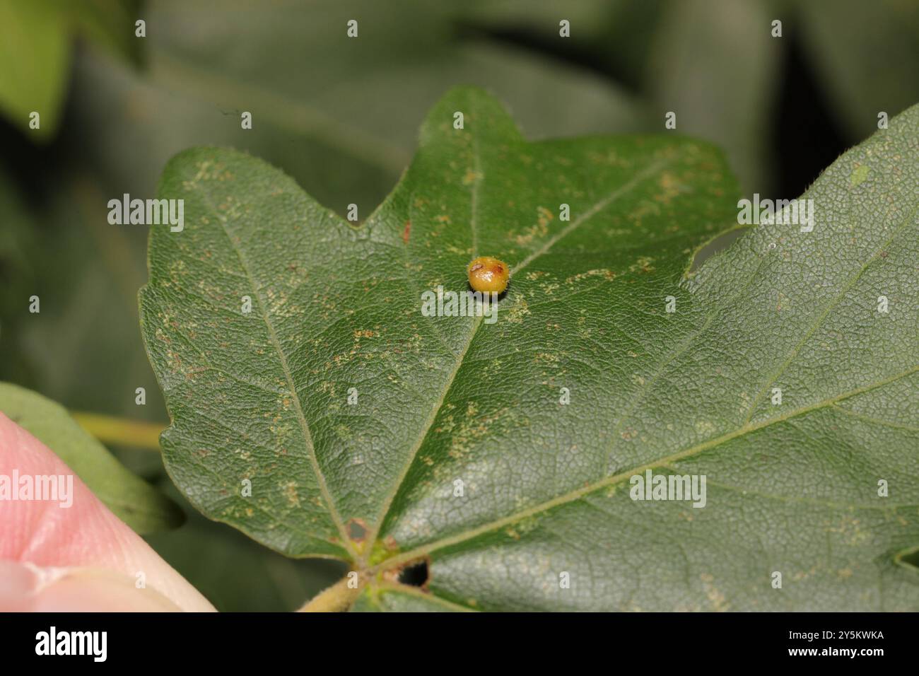 solitary maple leaf gall mite (Aceria macrochela) Arachnida Stock Photo ...