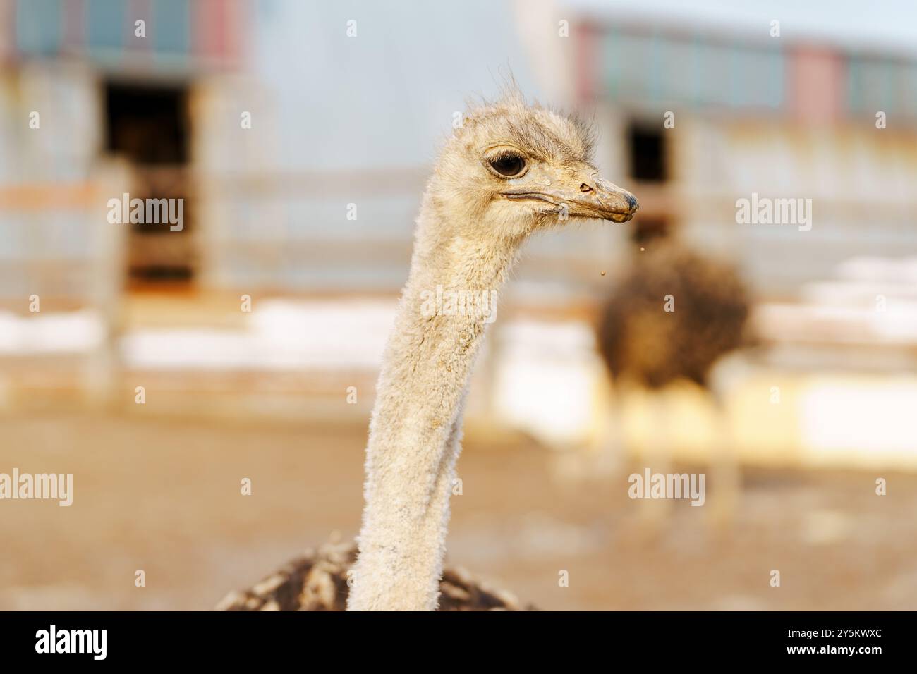 Ostrich stands tall and proud in a traditional barn setting, showcasing ...