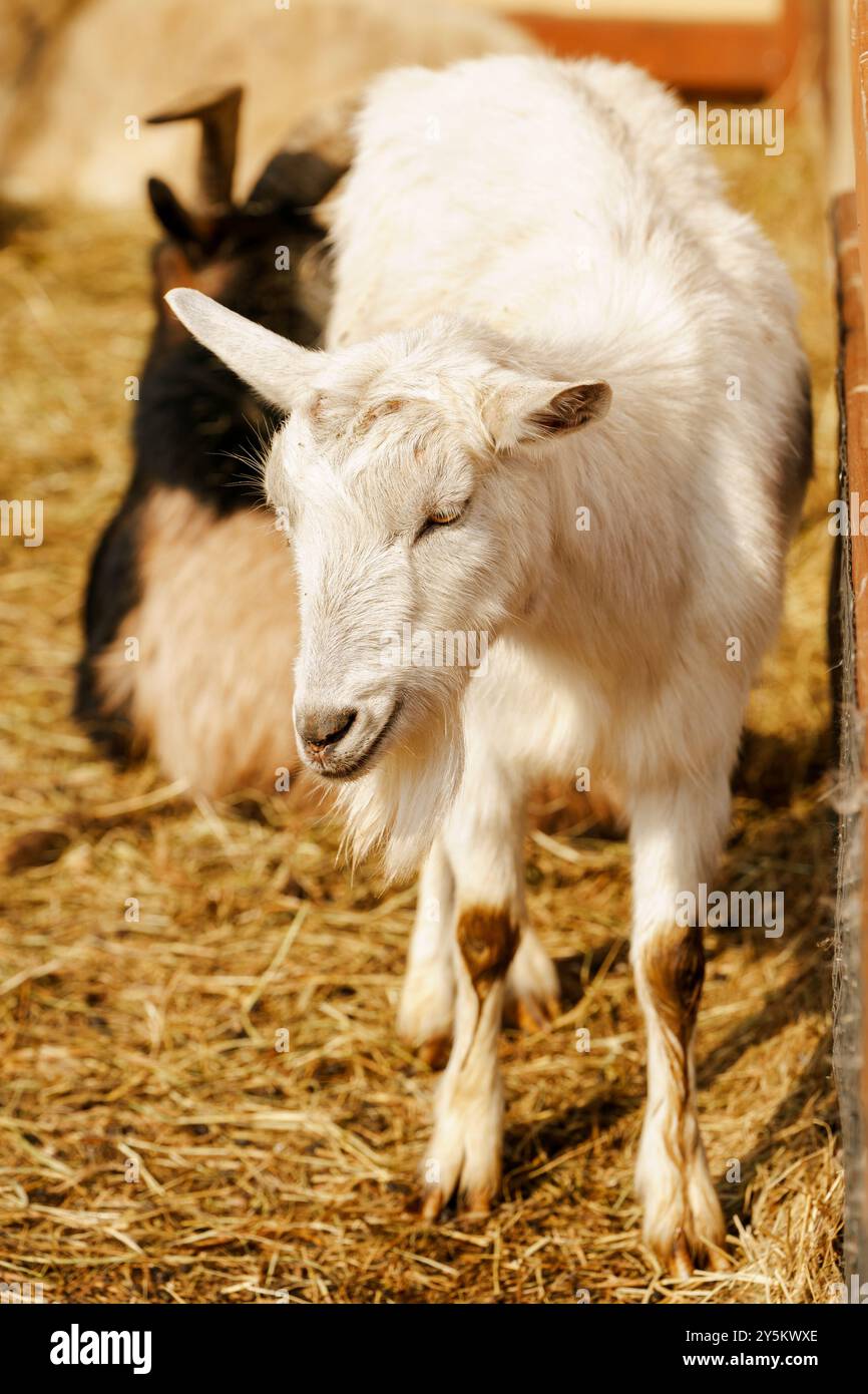 Goat stands gracefully on a tall pile of golden hay, surveying its ...
