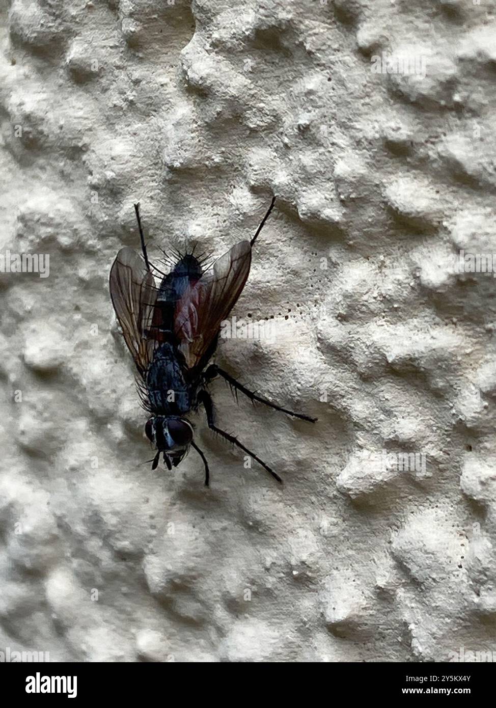 Red Spotted Parasite Fly (Eriothrix rufomaculata) Insecta Stock Photo ...