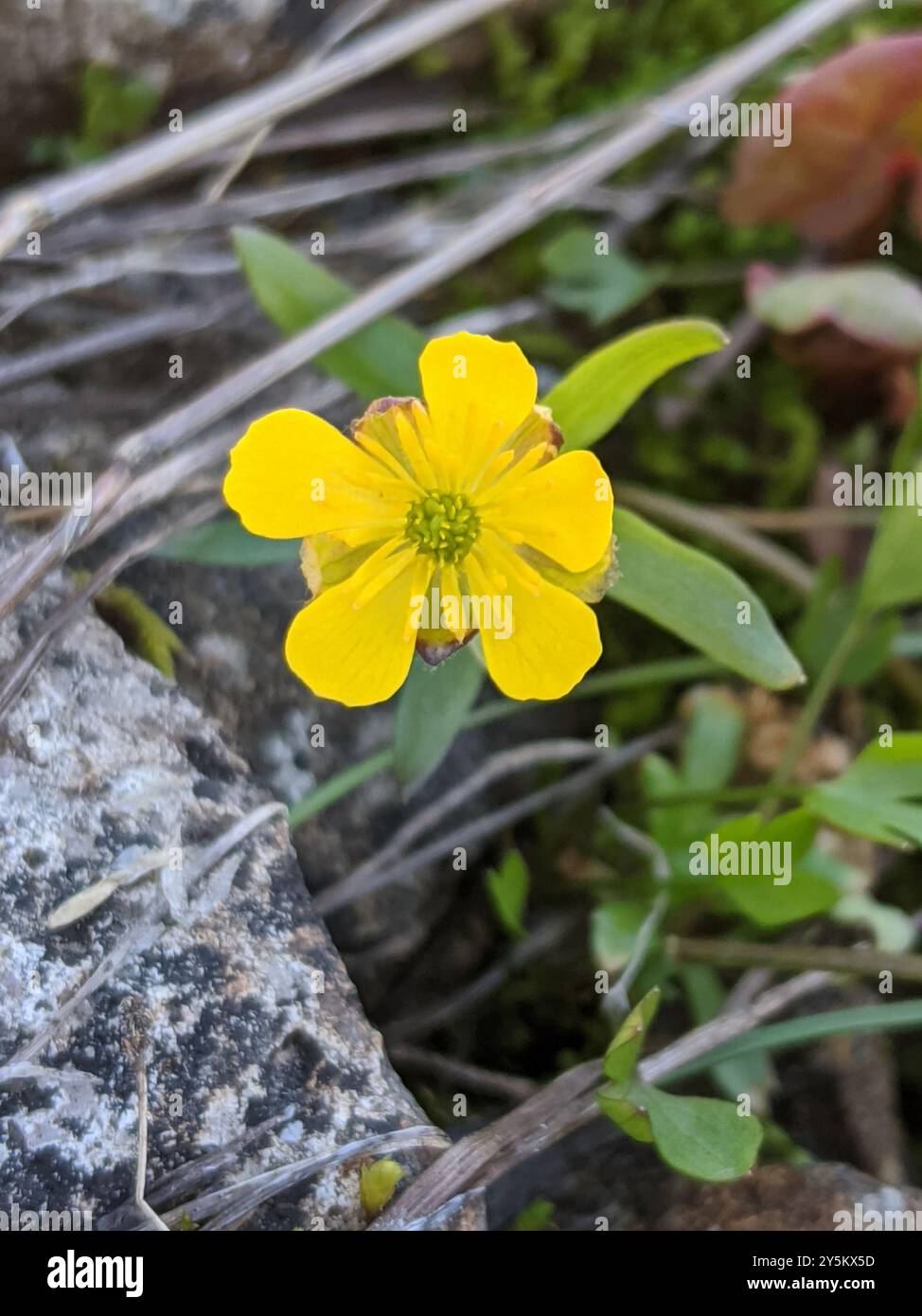 Eschscholtz's Buttercup (Ranunculus eschscholtzii) Plantae Stock Photo ...