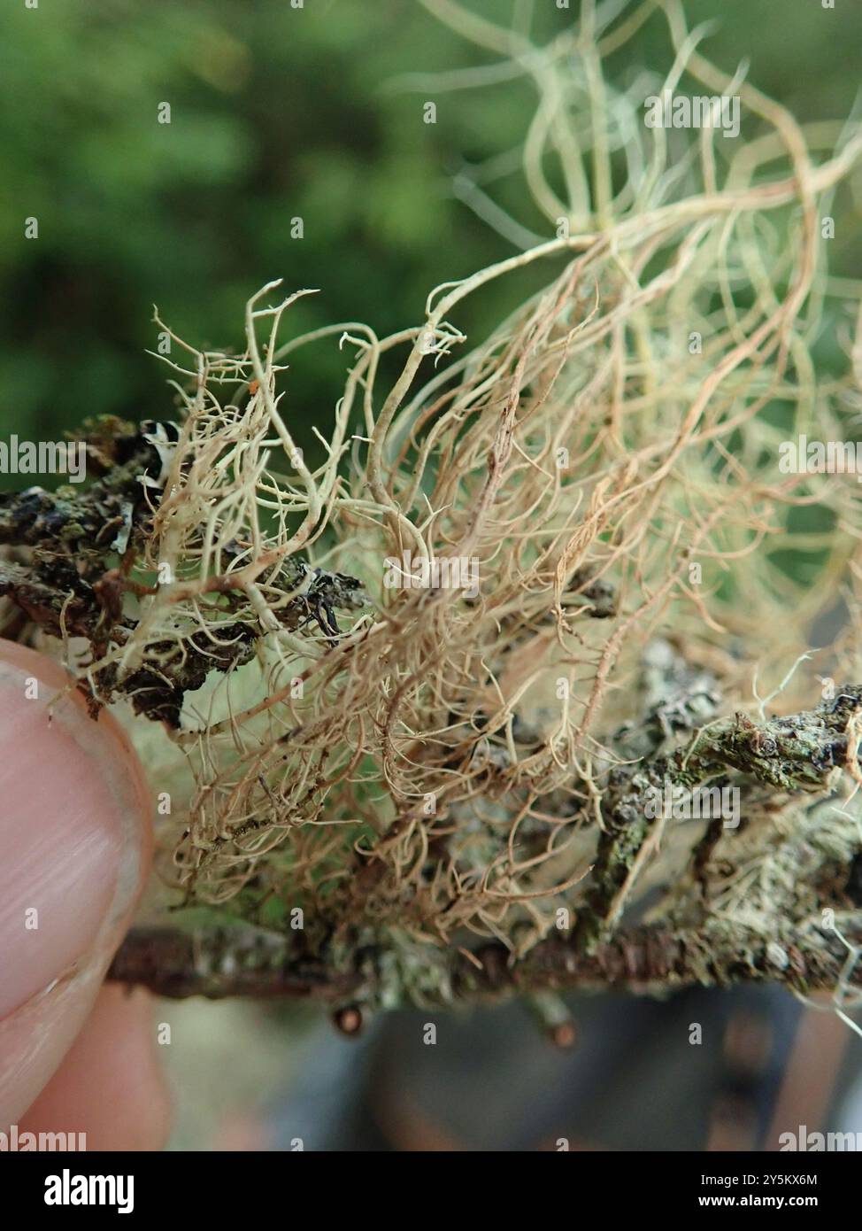 Red Beard Lichen (Usnea rubicunda) Fungi Stock Photo - Alamy