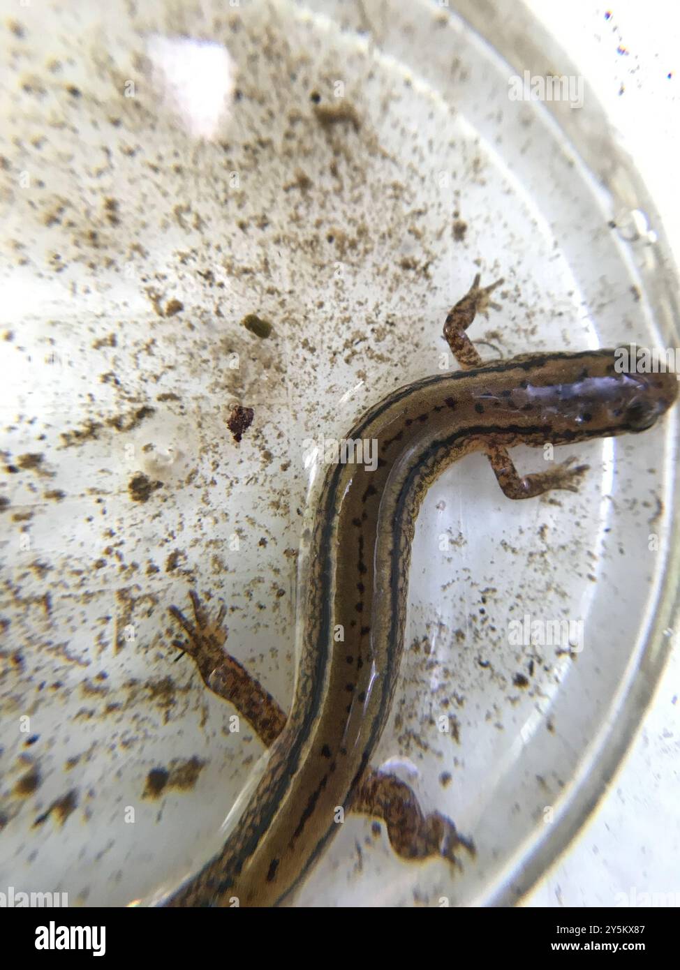 Northern Two-lined Salamander (Eurycea bislineata) Amphibia Stock Photo - Alamy