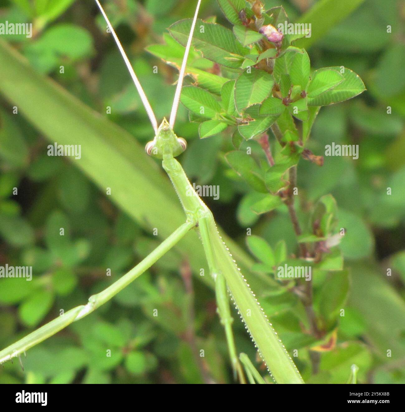 Northern Grass Mantis (Brunneria borealis) Insecta Stock Photo - Alamy