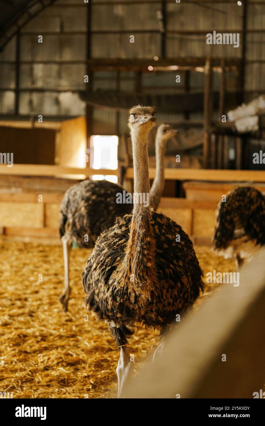 Large beautiful ostrich stands hi-res stock photography and images - Alamy