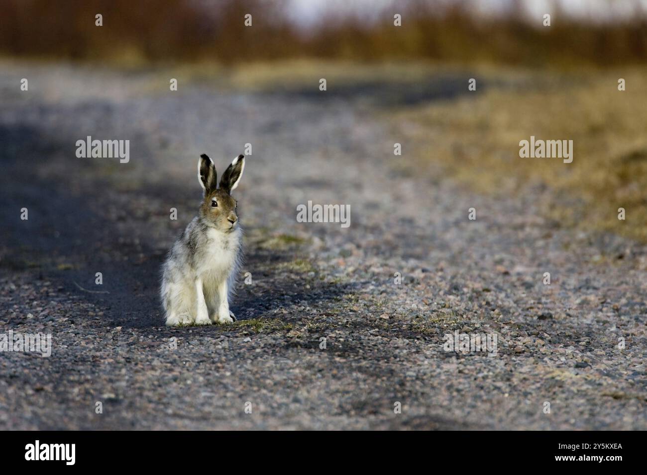 Mountain hare, (Lepus timidus), male hare in search of a female hare ...
