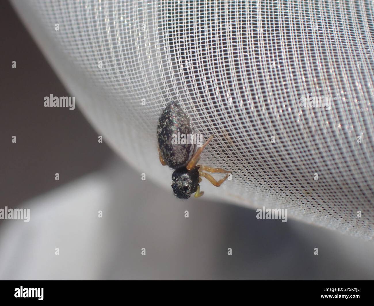 Sun Jumping Spiders (Heliophanus) Arachnida Stock Photo - Alamy