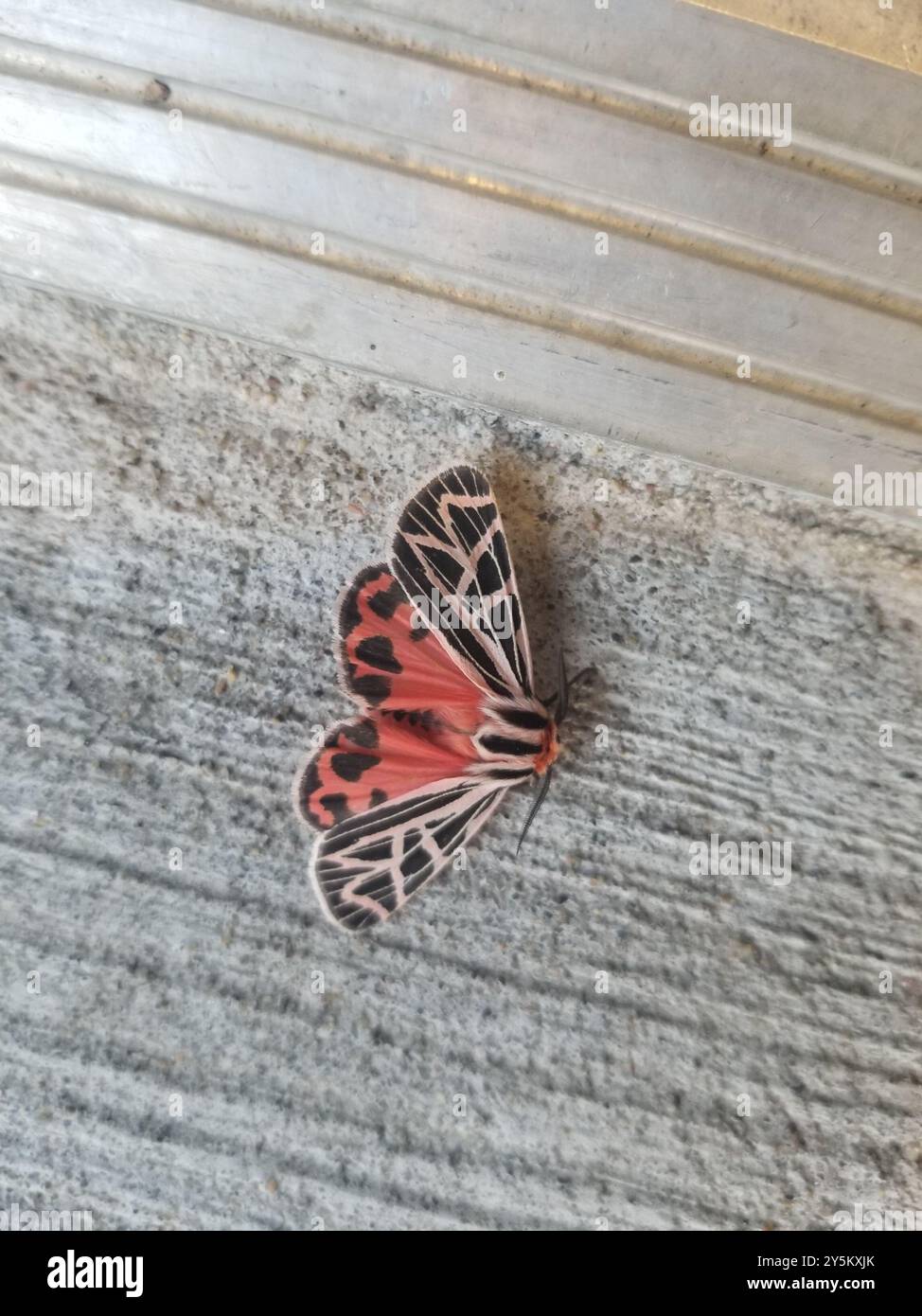 Phyllira hi-res stock photography and images - Alamy