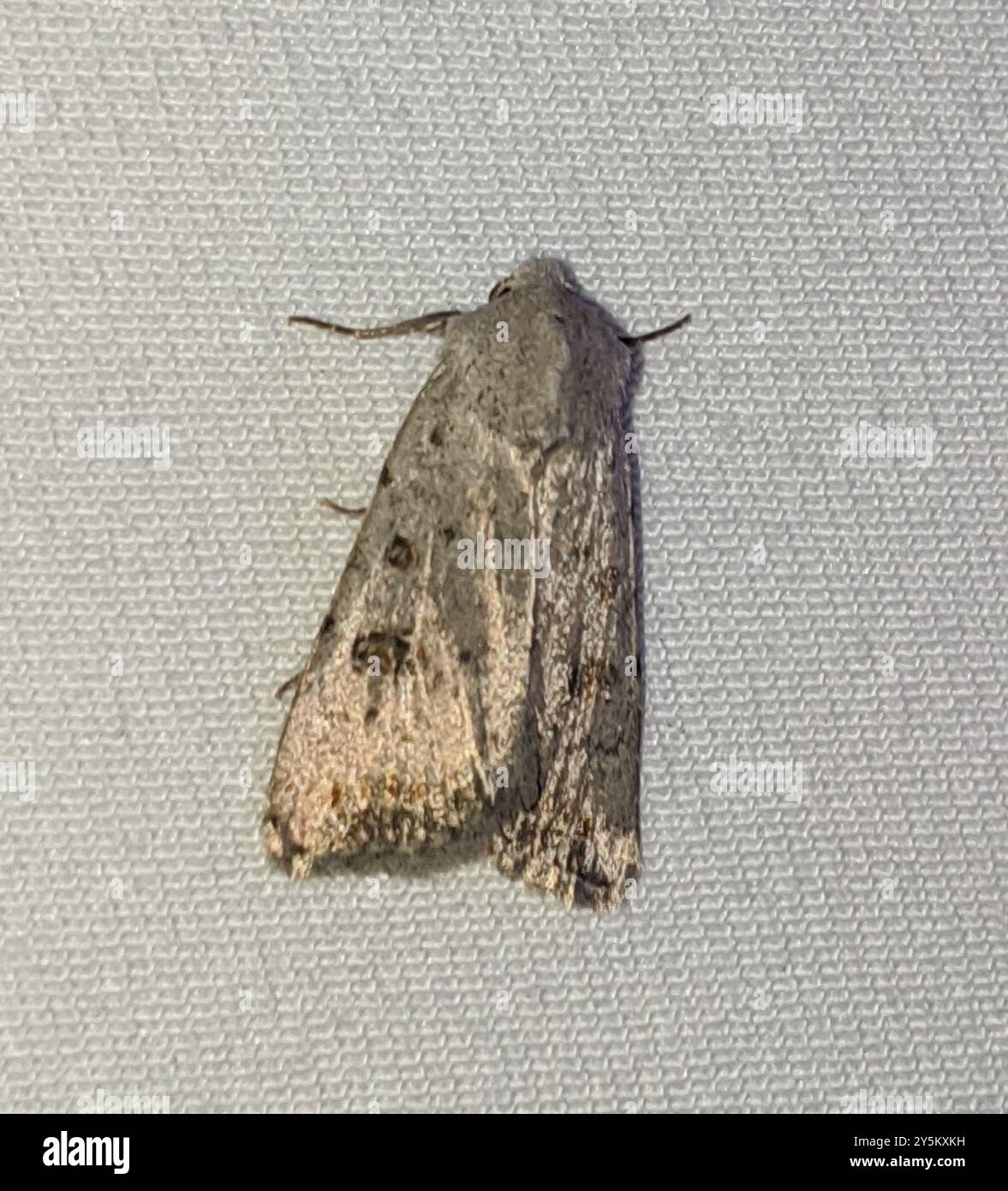 Cutworms and Dart Moths (Noctuinae) Insecta Stock Photo - Alamy