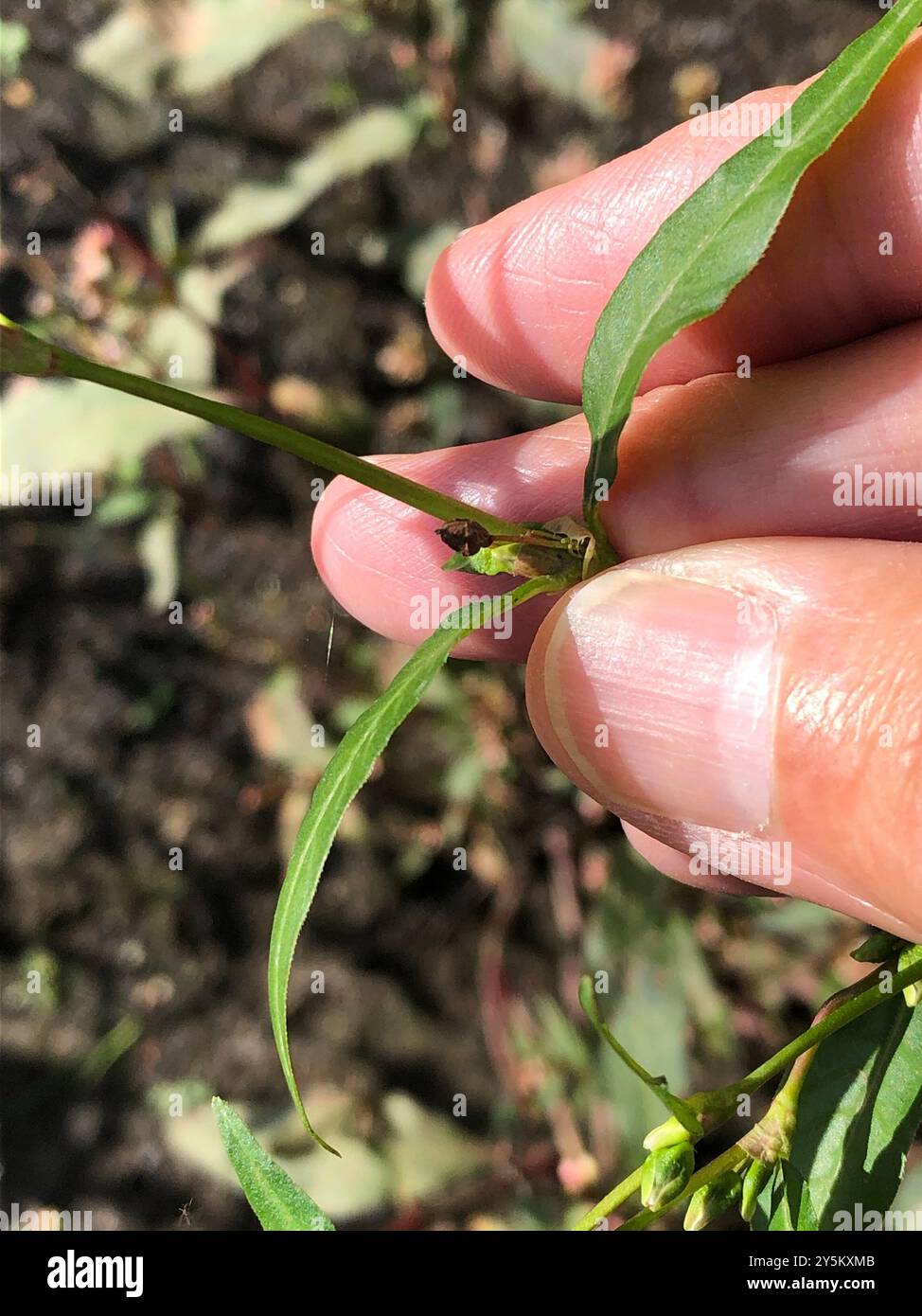 waterpepper (Persicaria hydropiper) Plantae Stock Photo - Alamy