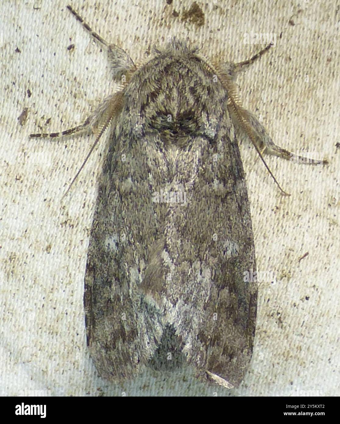 Variable Oakleaf Caterpillar Moth (Lochmaeus manteo) Insecta Stock ...