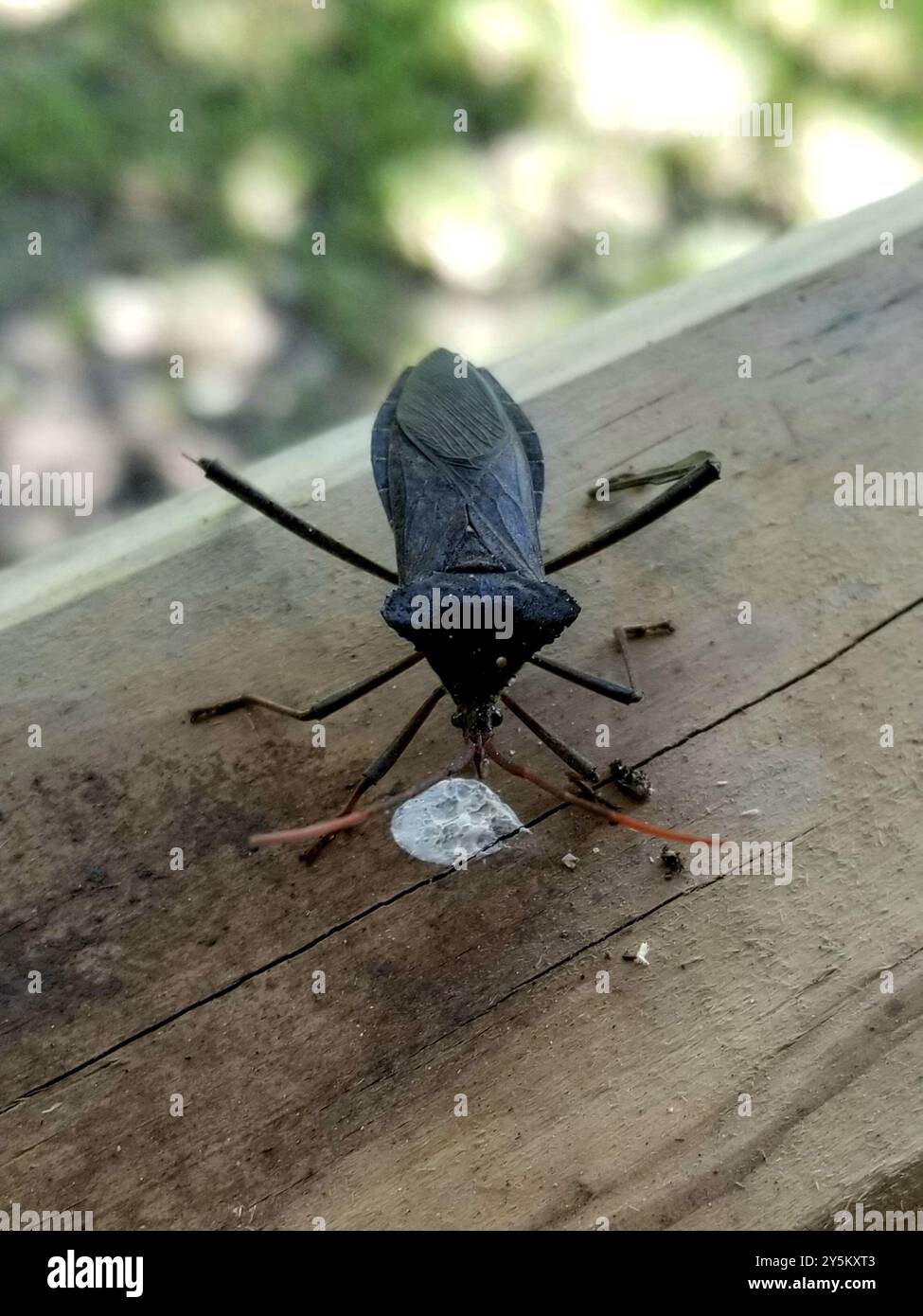 Spine-headed Bugs (Acanthocephala) Insecta Stock Photo - Alamy