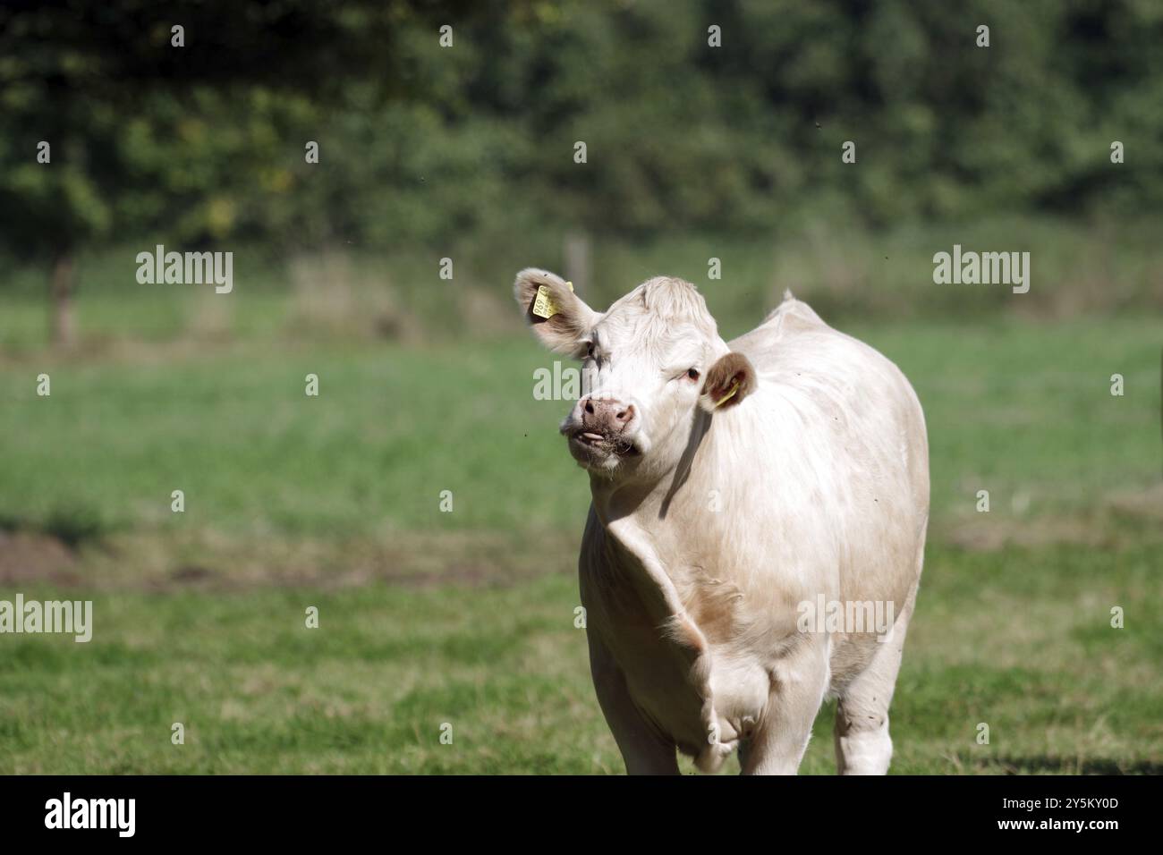 Domestic cattle (Bos taurus), Charolais, meadow, portrait, funny ...