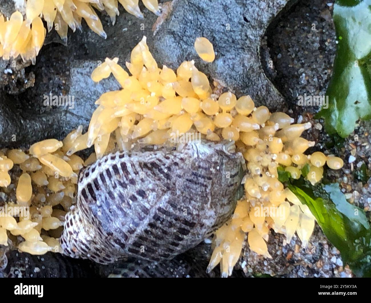 Angular Unicorn (Acanthinucella spirata) Mollusca Stock Photo - Alamy