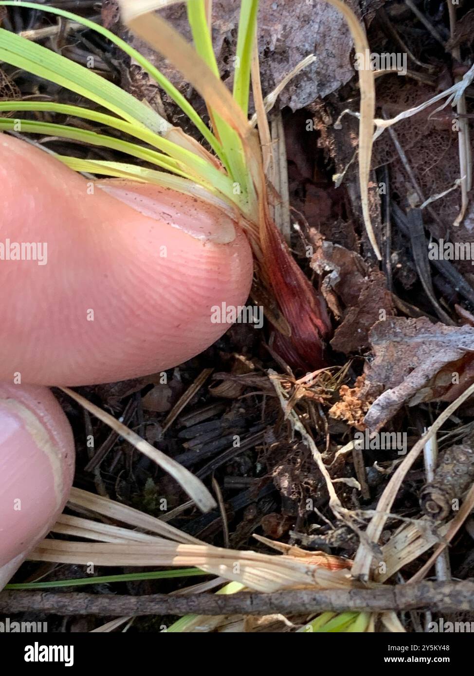 Long-rhizomed Sedge (Carex inops inops) Plantae Stock Photo - Alamy