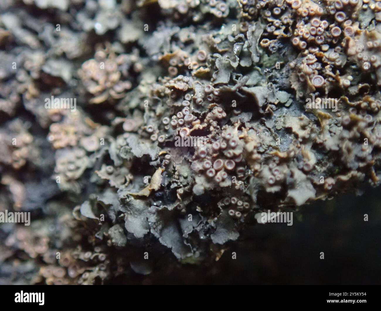 (Blennothallia fecunda) Fungi Stock Photo - Alamy