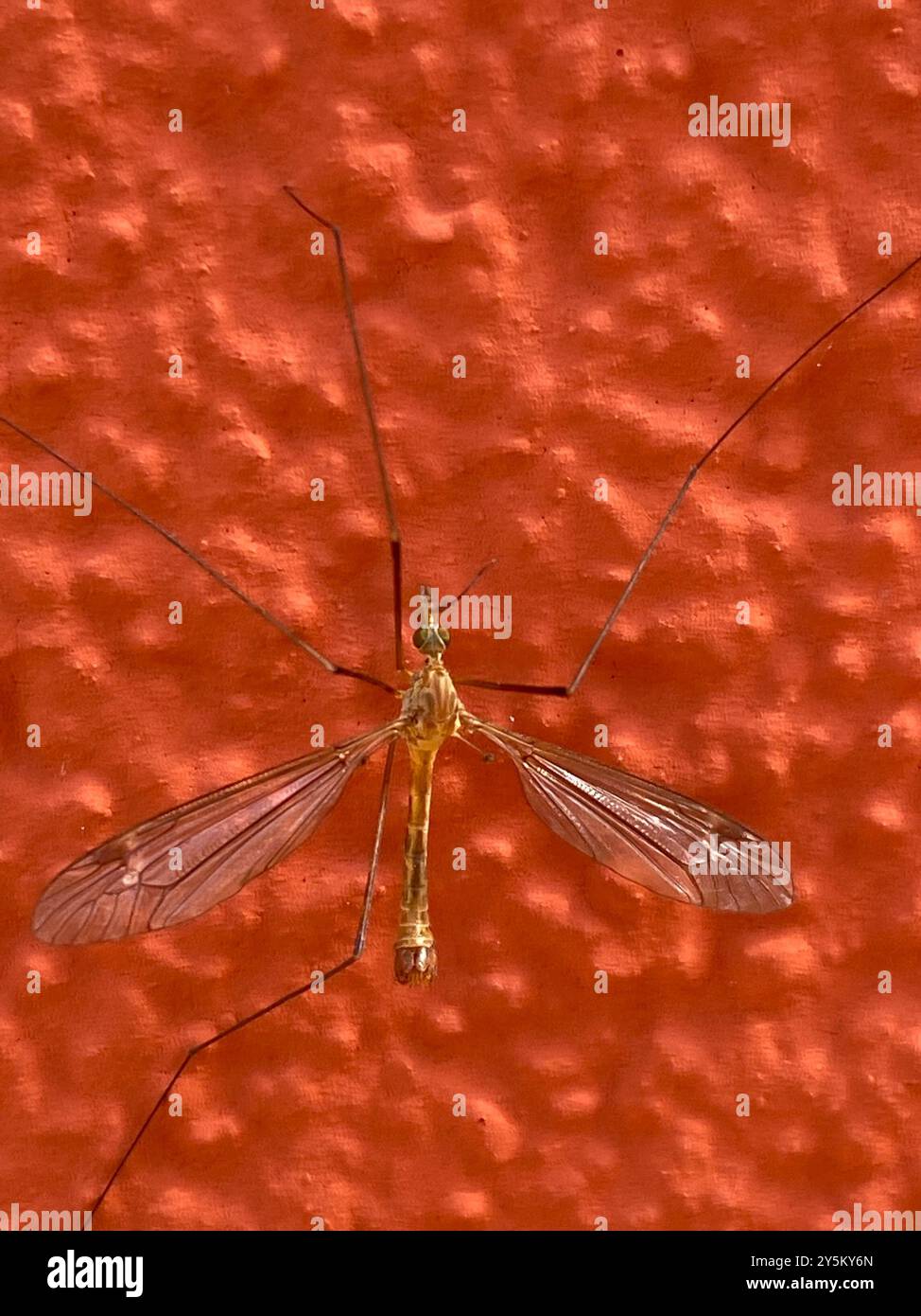 black-striped cranefly (Tipula vernalis) Insecta Stock Photo - Alamy
