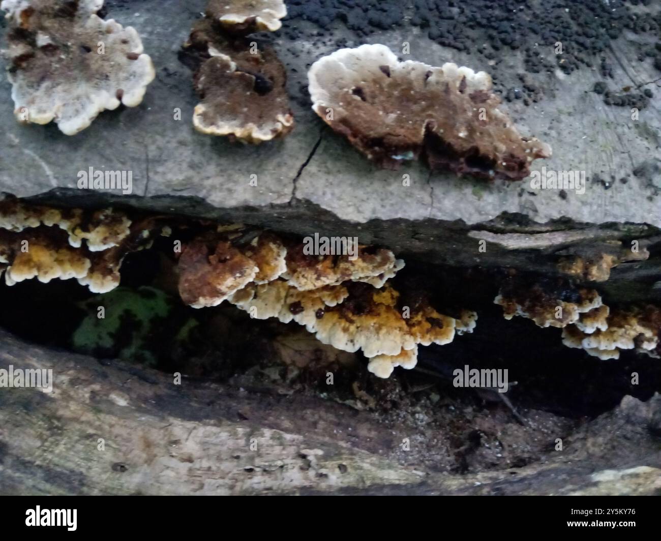 Alder Bracket (Mensularia radiata) Fungi Stock Photo - Alamy