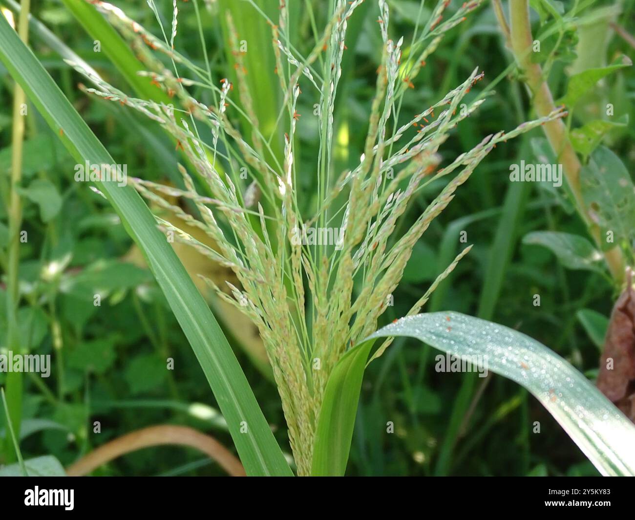 Smooth Witchgrass (Panicum dichotomiflorum) Plantae Stock Photo - Alamy