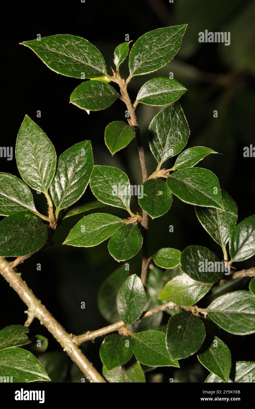 Himalayan cotoneaster (Cotoneaster simonsii) Plantae Stock Photo - Alamy