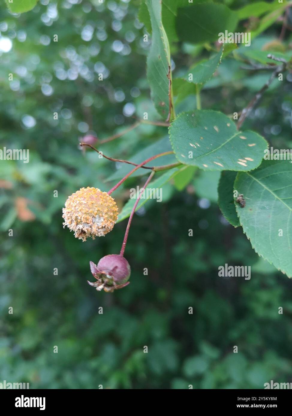 quince rust (Gymnosporangium clavipes) Fungi Stock Photo - Alamy