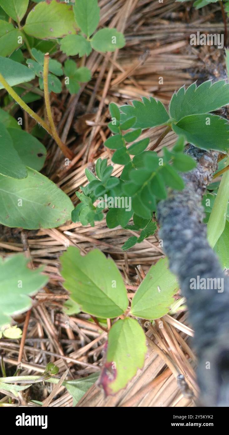 Alpine Milkvetch (Astragalus alpinus) Plantae Stock Photo - Alamy