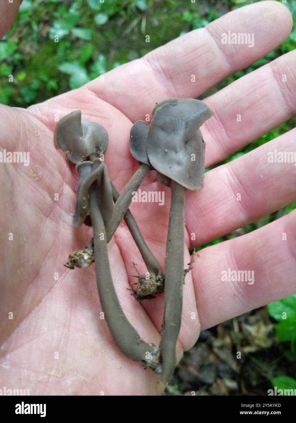 (Helvella atra) Fungi Stock Photo - Alamy