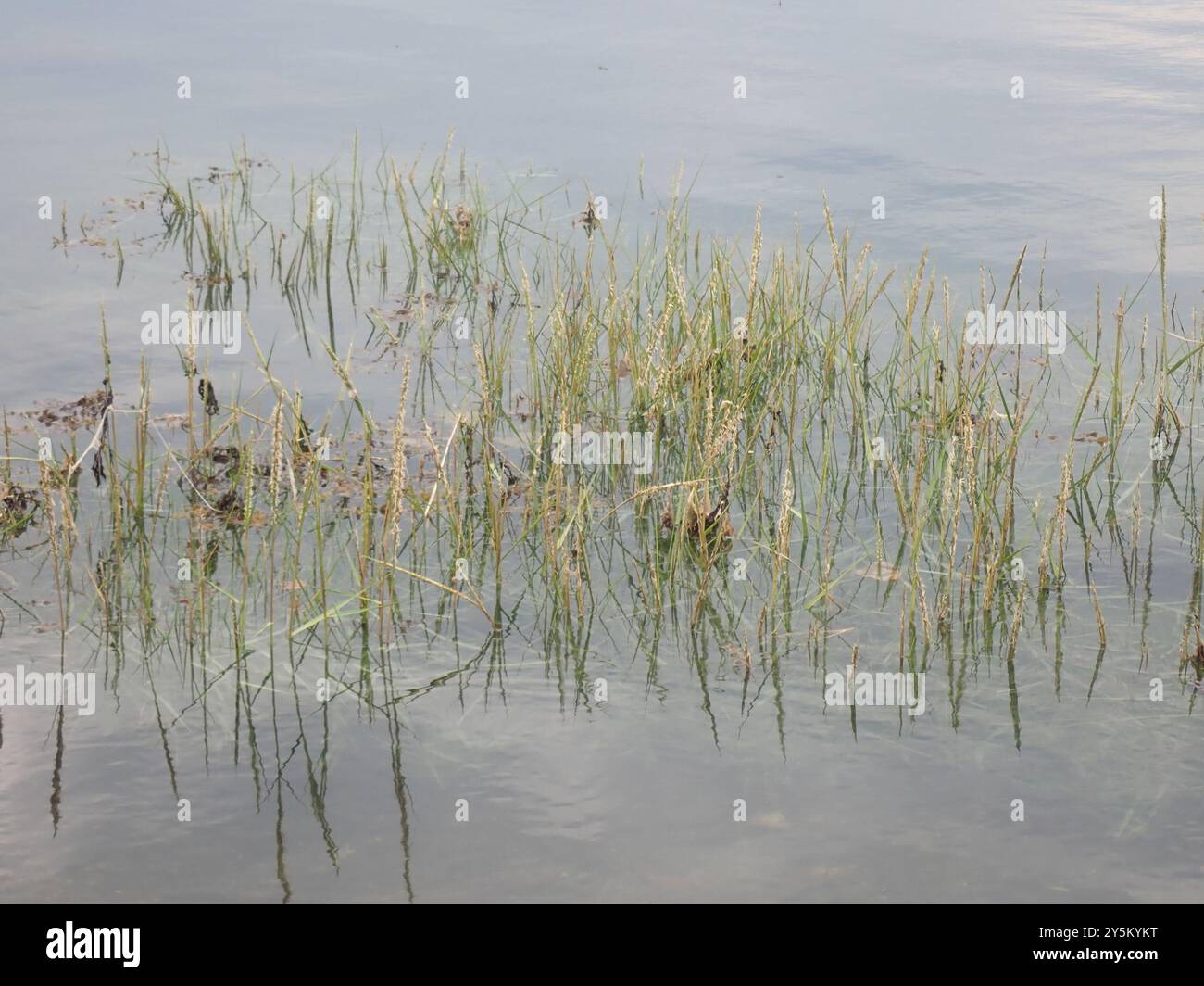 common cordgrass (Sporobolus anglicus) Plantae Stock Photo - Alamy