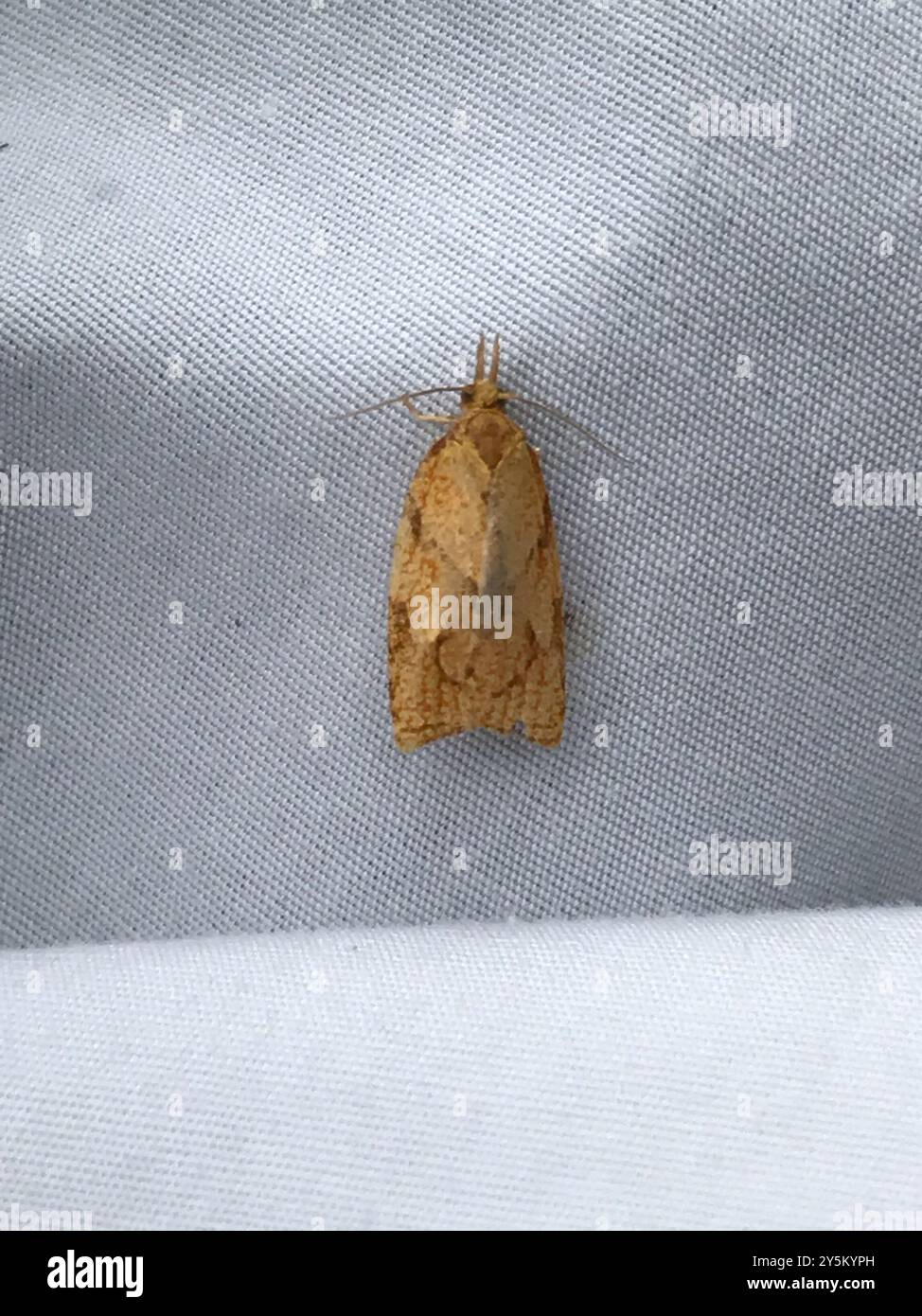 Reticulated Fruitworm Moth (Cenopis reticulatana) Insecta Stock Photo ...