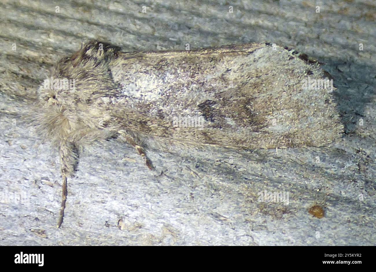Variable Oakleaf Caterpillar Moth (Lochmaeus manteo) Insecta Stock ...